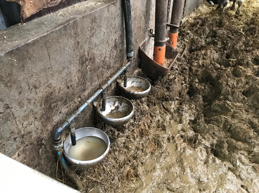 Fokus på smitte beskyttelse: Coccidiose - KvægXperten